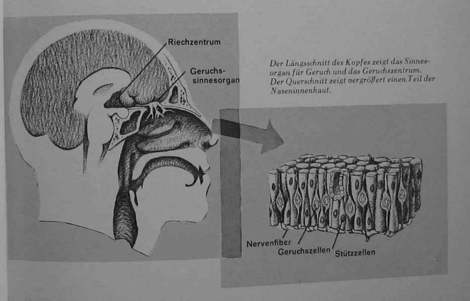 Was ist Was - Heft Nr.1 60er - www.eichwaelder.de